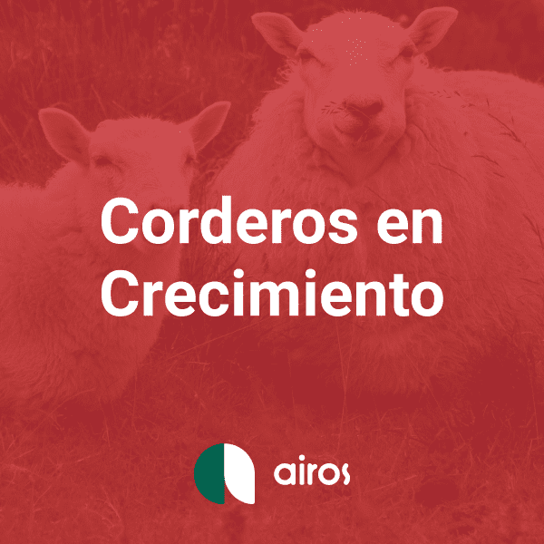 Projects archivo - Airos